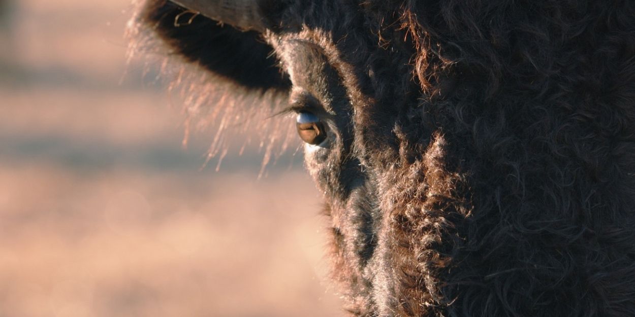 'SINGING BACK THE BUFFALO' Film Will Premiere Next Month
